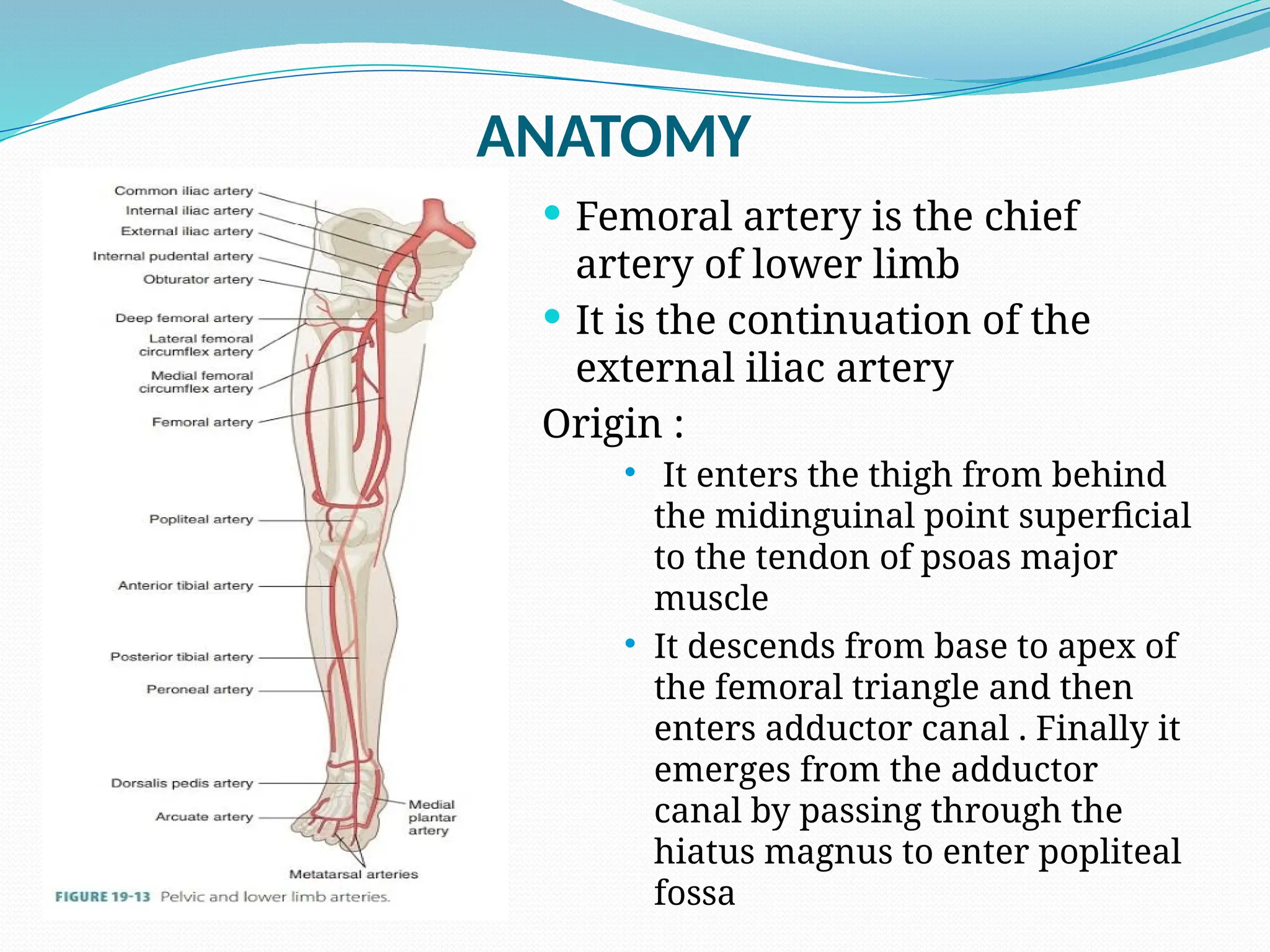 Femoral Artery Access for catheterization procedureure.pptx