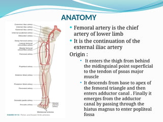 Femoral Artery Access for catheterization procedureure.pptx