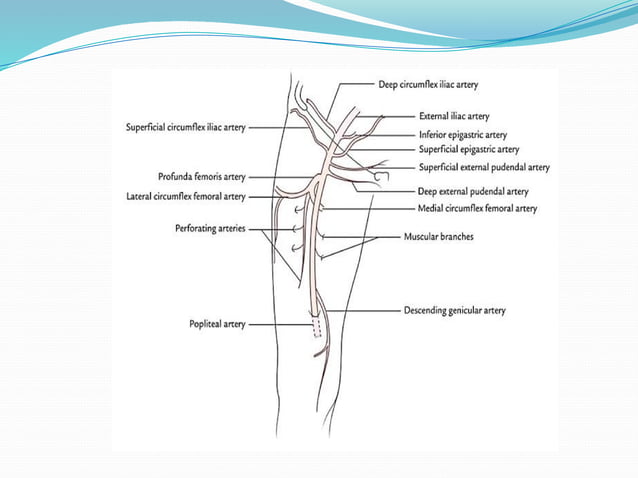 Femoral Artery Access for catheterization procedureure.pptx