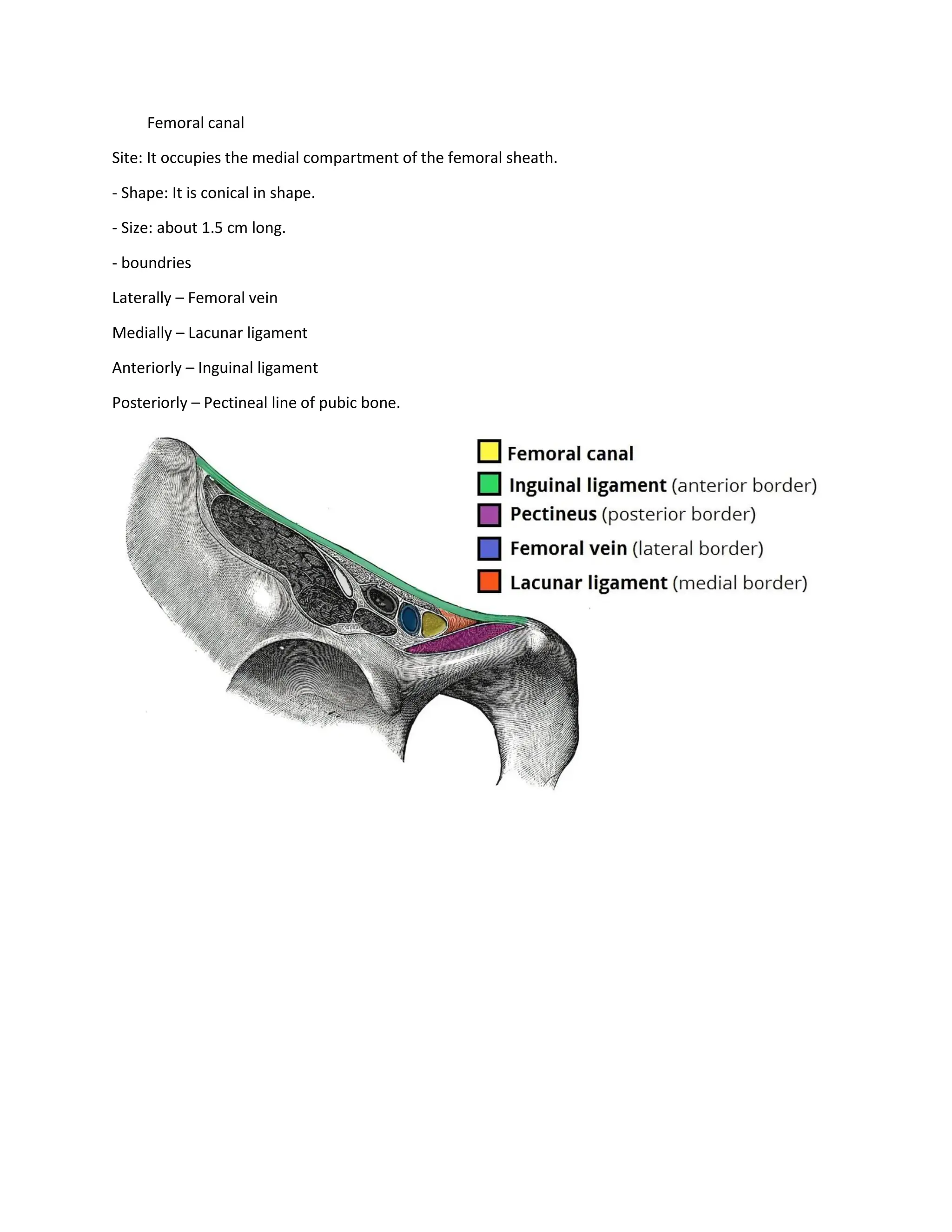 Femoral canal.pdf anatomy of lowe limp dr nassir haasn | PDF