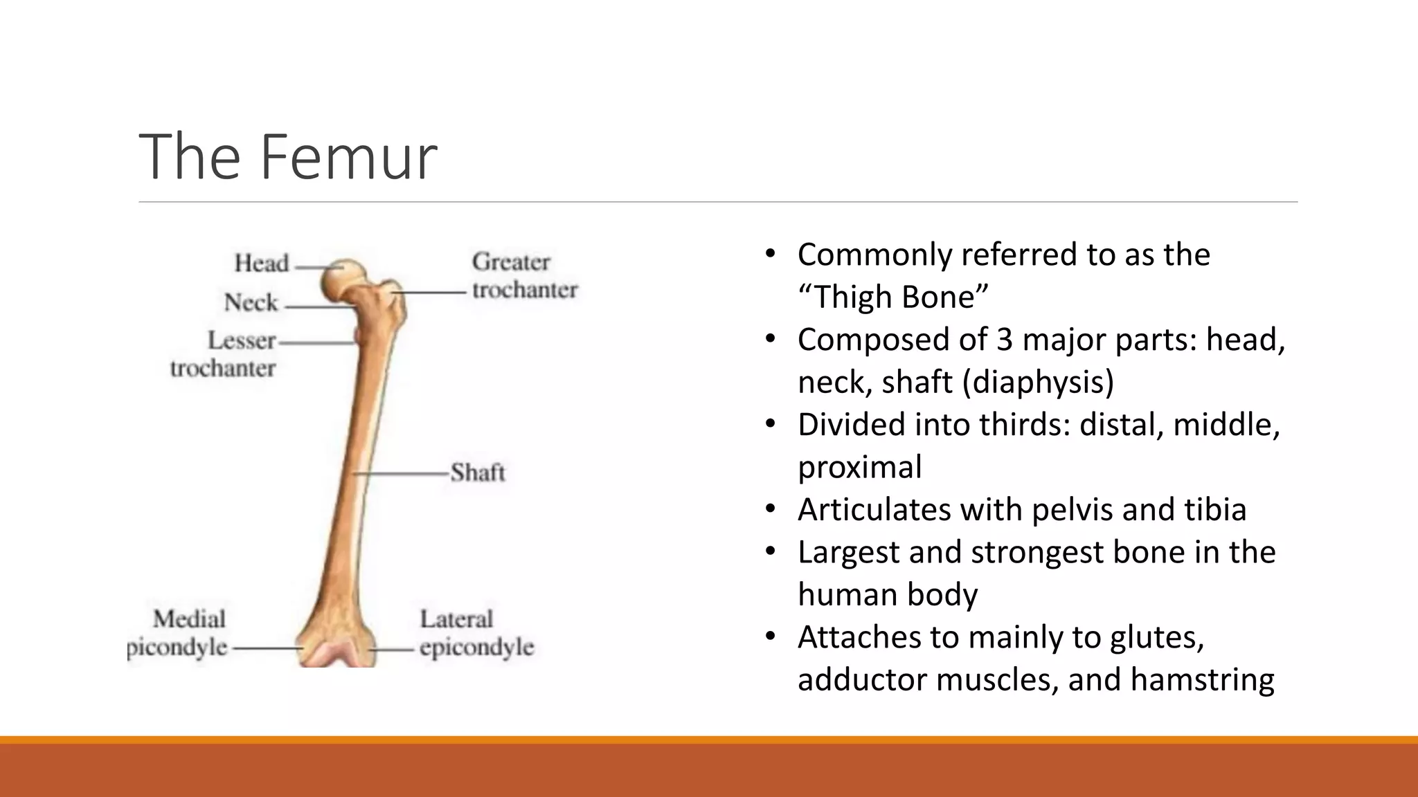 Femoral Shaft fracture | PPTX