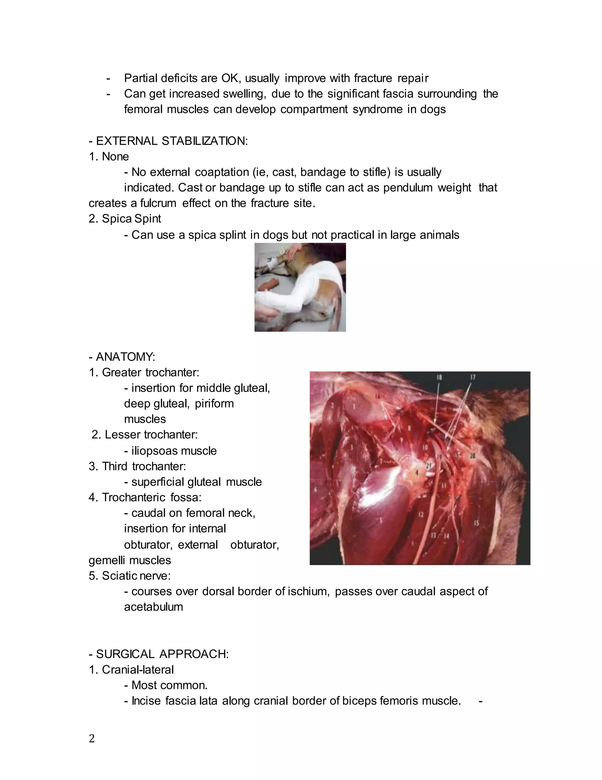 Femoral Fracture in an Alpaca | DOCX