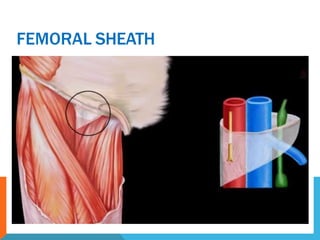 Femoral hernia | PPTX