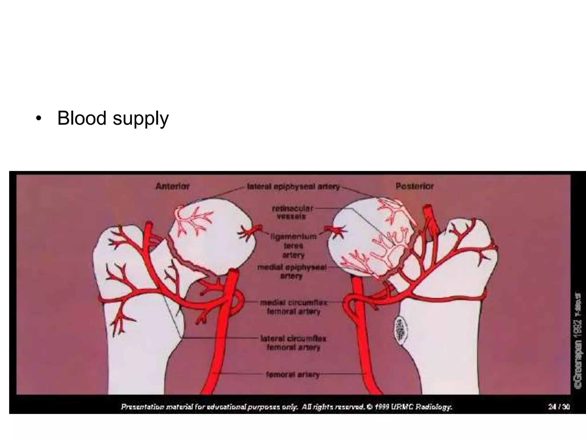 Femoral Neck Ppt