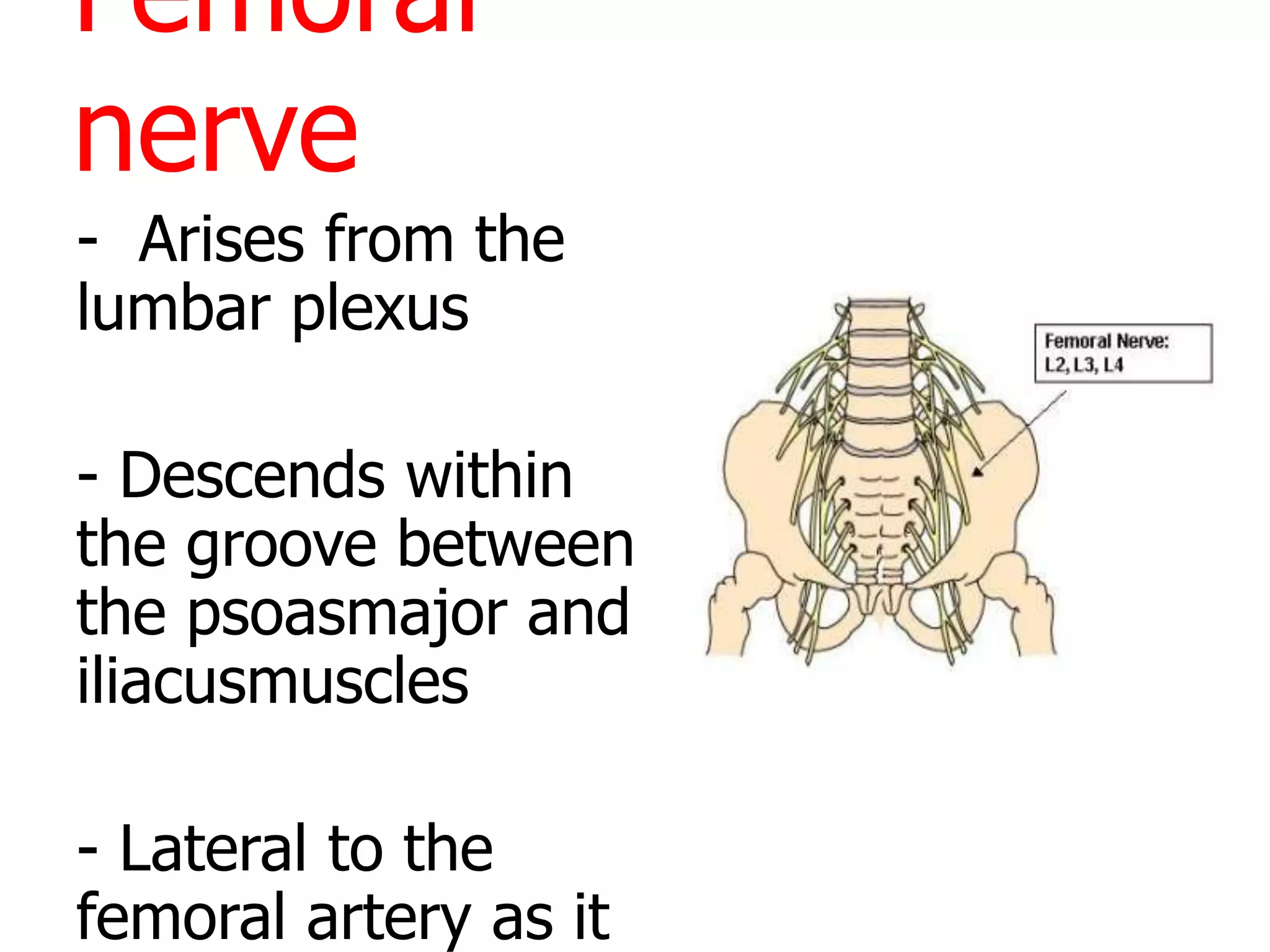 Femoral Nerve | PPTX