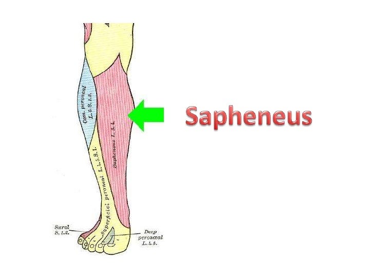 Nervus Saphenus Wikipedia