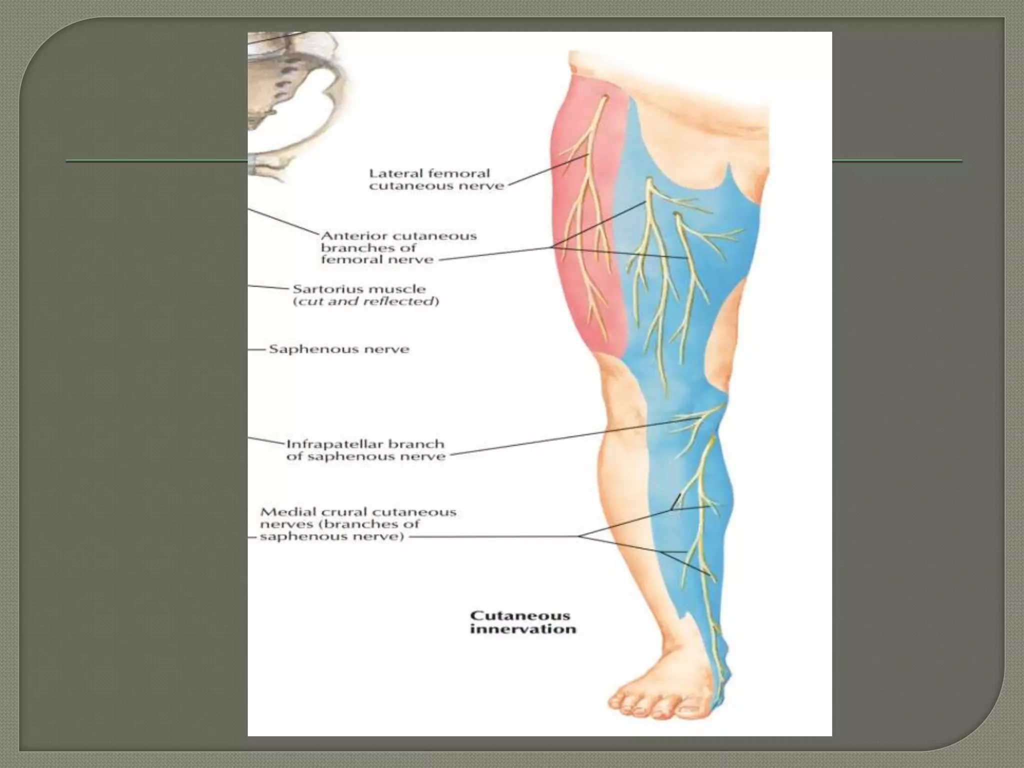 Anatomy of Femoral nerve | PPTX
