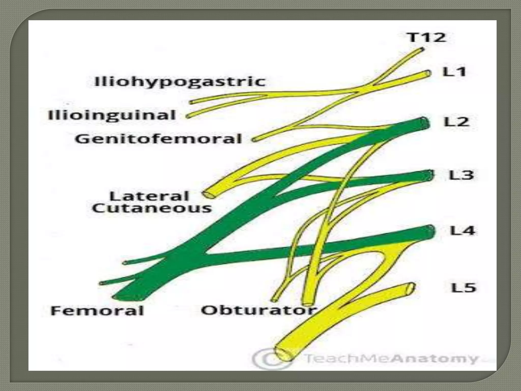 Anatomy of Femoral nerve | PPTX