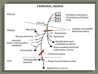 Anatomy of Femoral nerve | PPTX