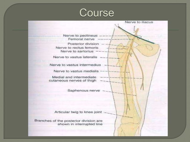 Anatomy of Femoral nerve | PPTX