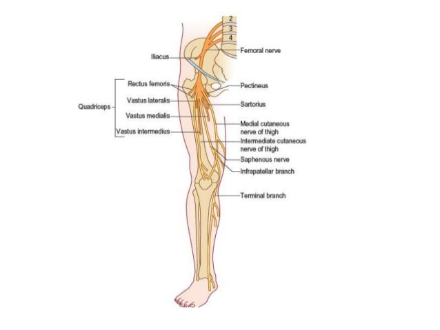 Femoral nerve