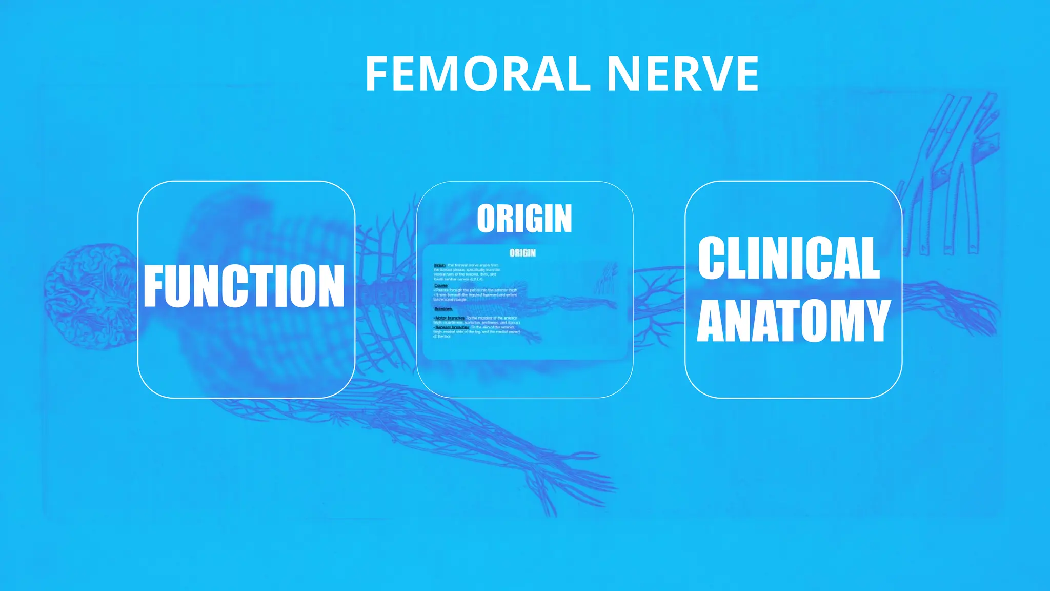 FEMORAL NERVE. presentation of anatomy.pdf