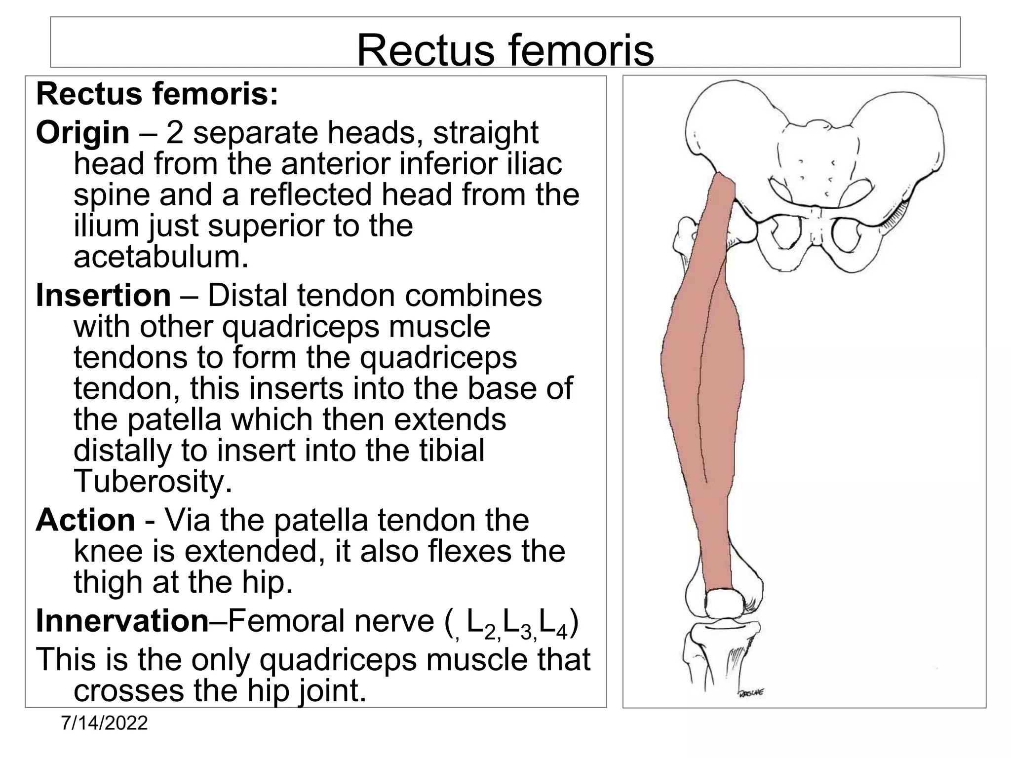 Femoral Nerve By Dr Chaman Lal (CK).ppt