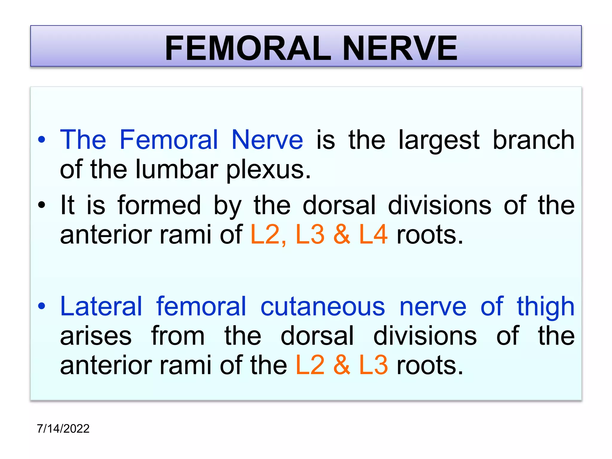 Femoral Nerve By Dr Chaman Lal (CK).ppt