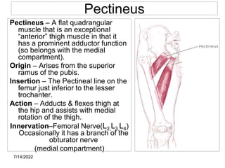 Femoral Nerve By Dr Chaman Lal (CK).ppt