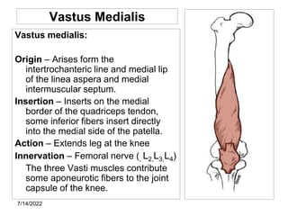 Femoral Nerve By Dr Chaman Lal (CK).ppt