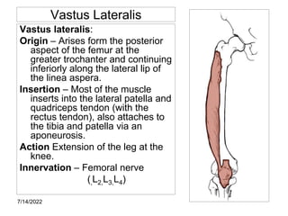 Femoral Nerve By Dr Chaman Lal (CK).ppt