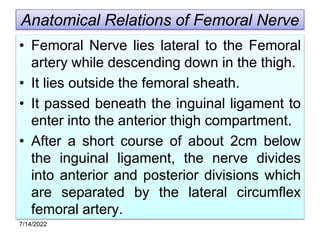 Femoral Nerve By Dr Chaman Lal (CK).ppt