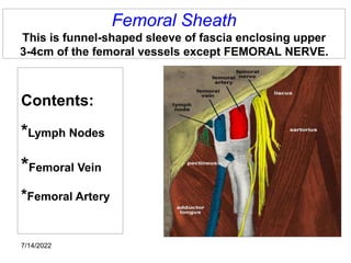 Femoral Nerve By Dr Chaman Lal (CK).ppt