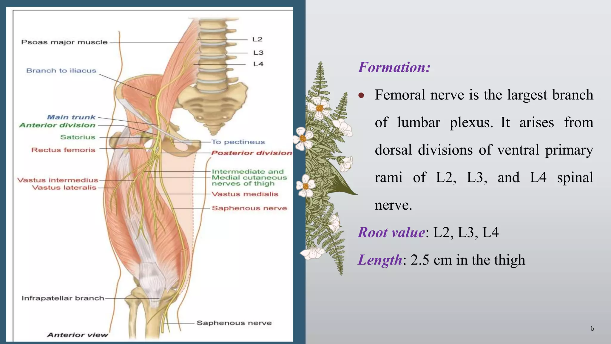 Femoral Nerve gmc.pptx