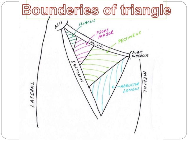 Femoral triangle | PPTX