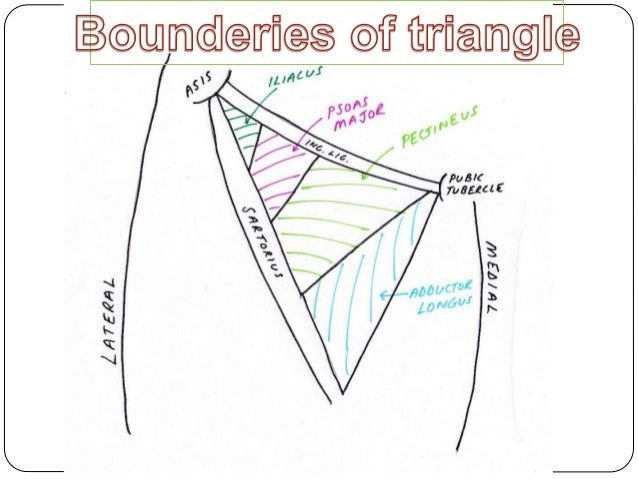 Floor Of Femoral Triangle
