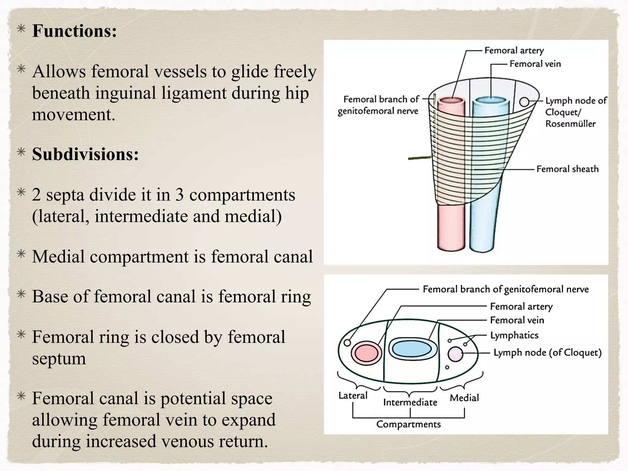 Femoral triangle | PDF