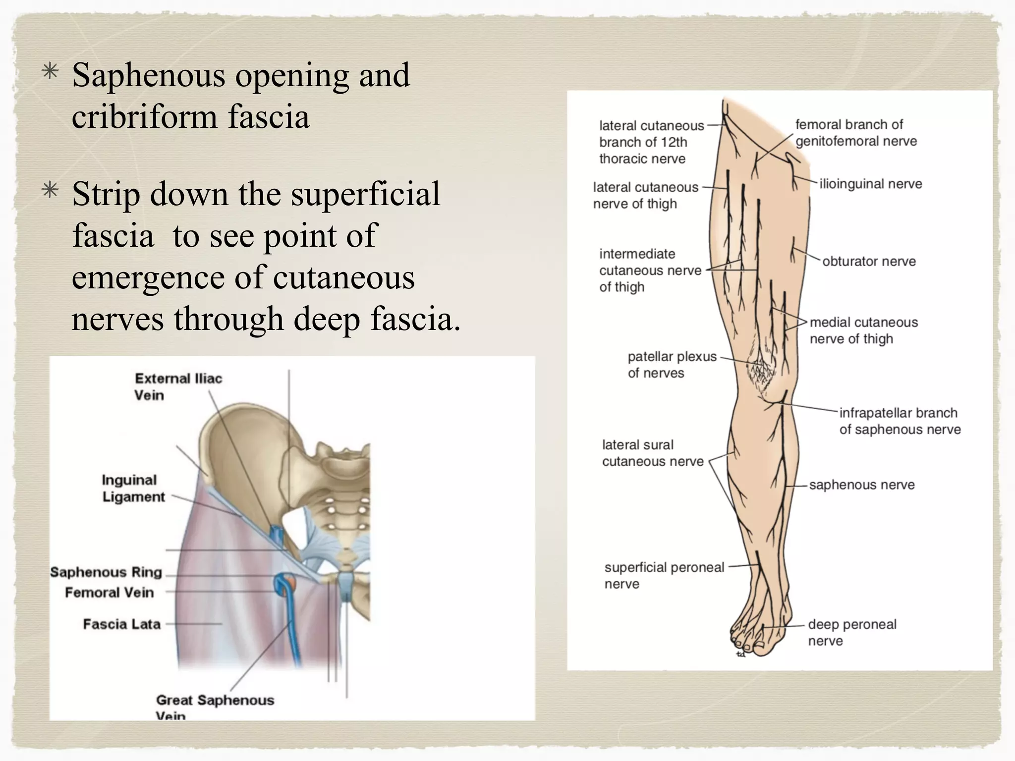Femoral triangle | PDF