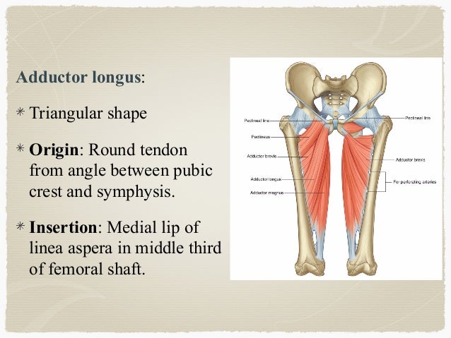 Femoral Triangle