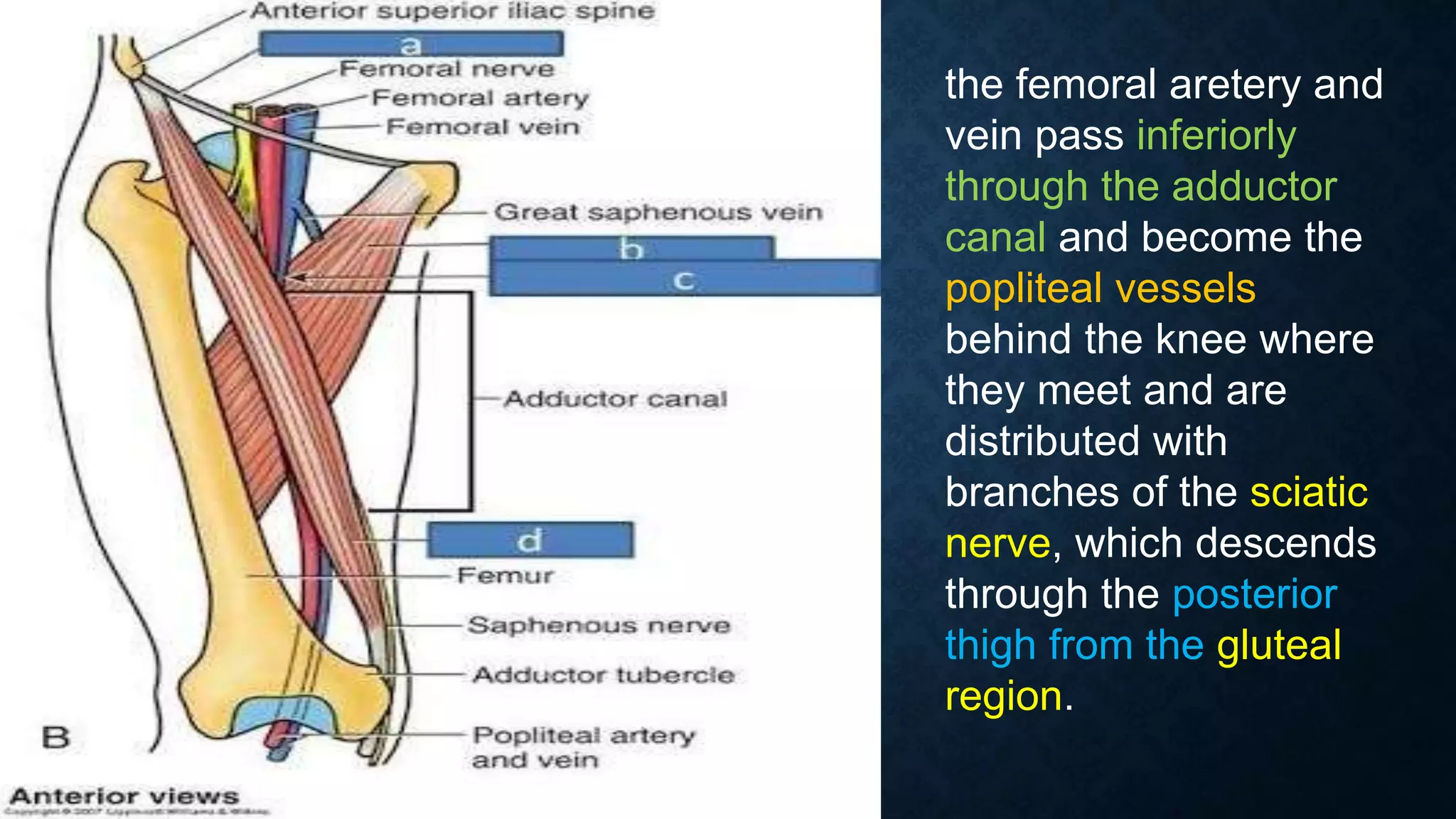 Femoral triangle | PPTX