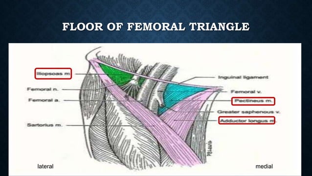 Femoral triangle | PPTX