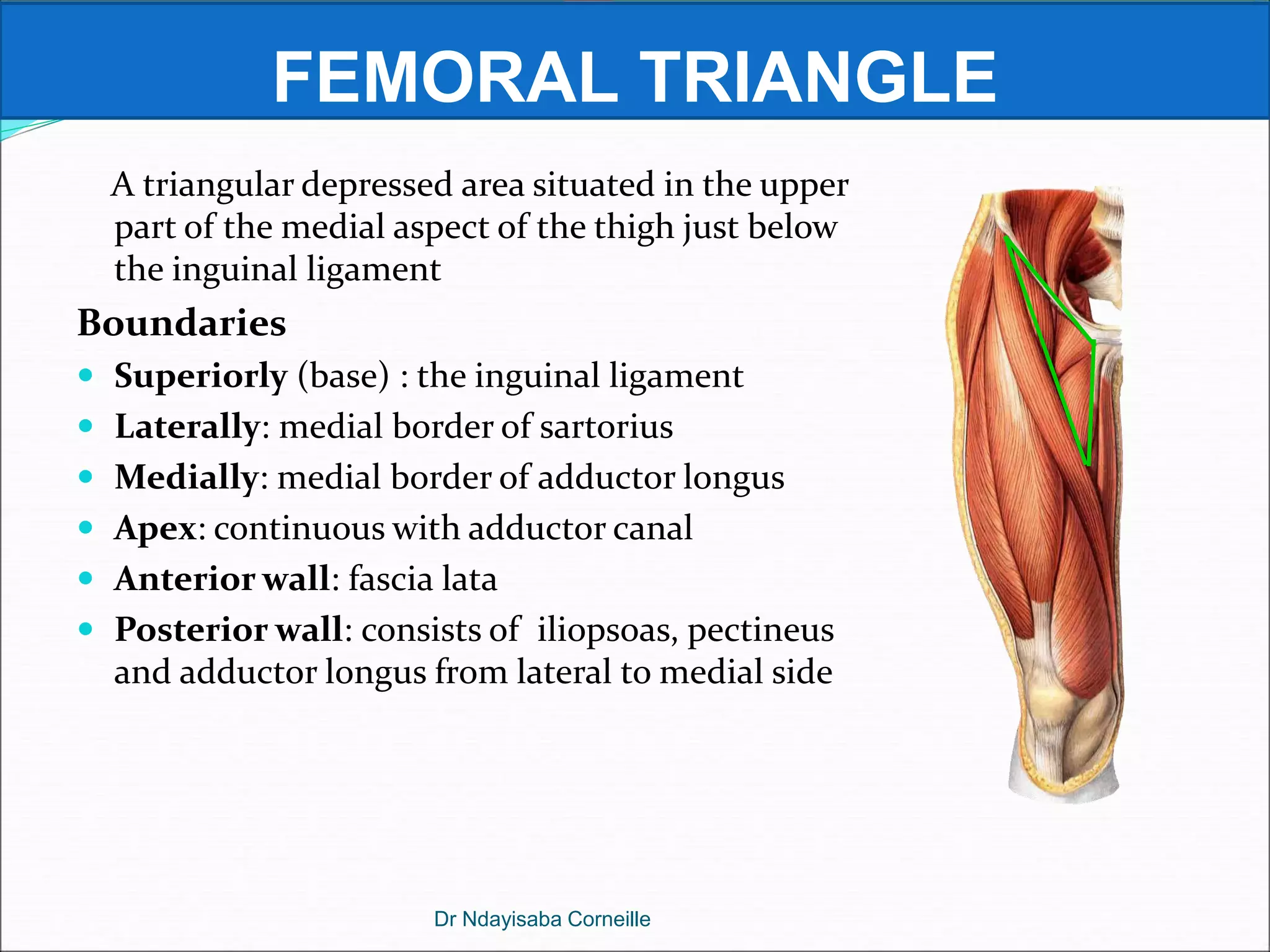 FEMORAL TRIANGLE & FEMORAL HERNIA.pptx