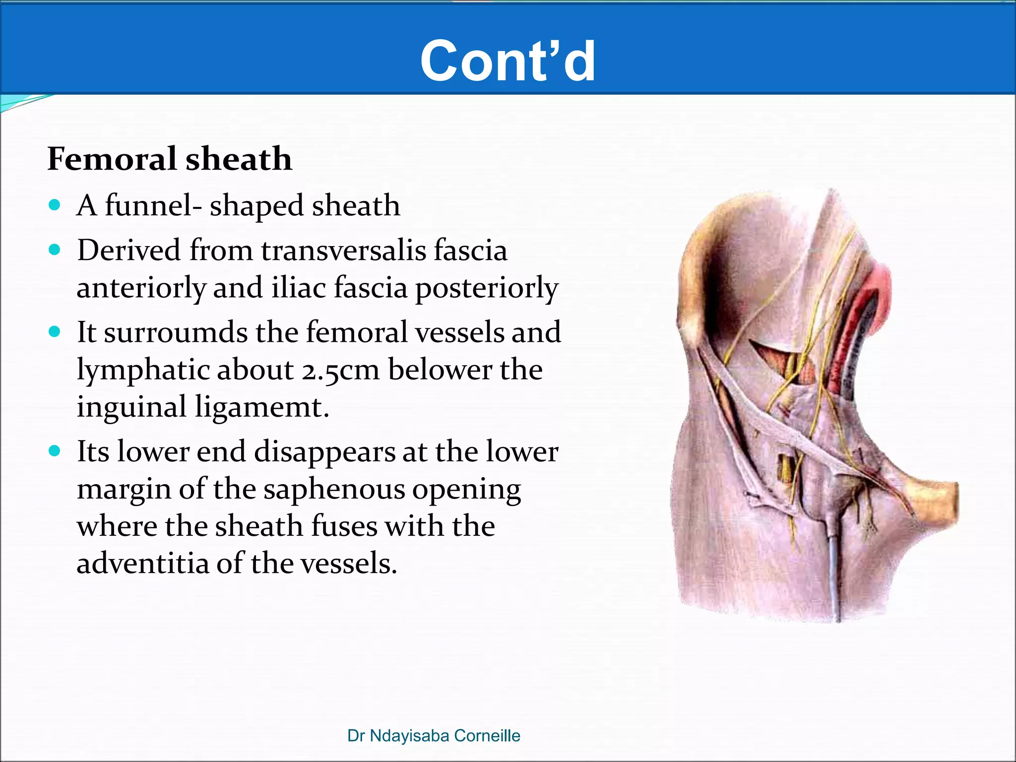 FEMORAL TRIANGLE & FEMORAL HERNIA.pptx