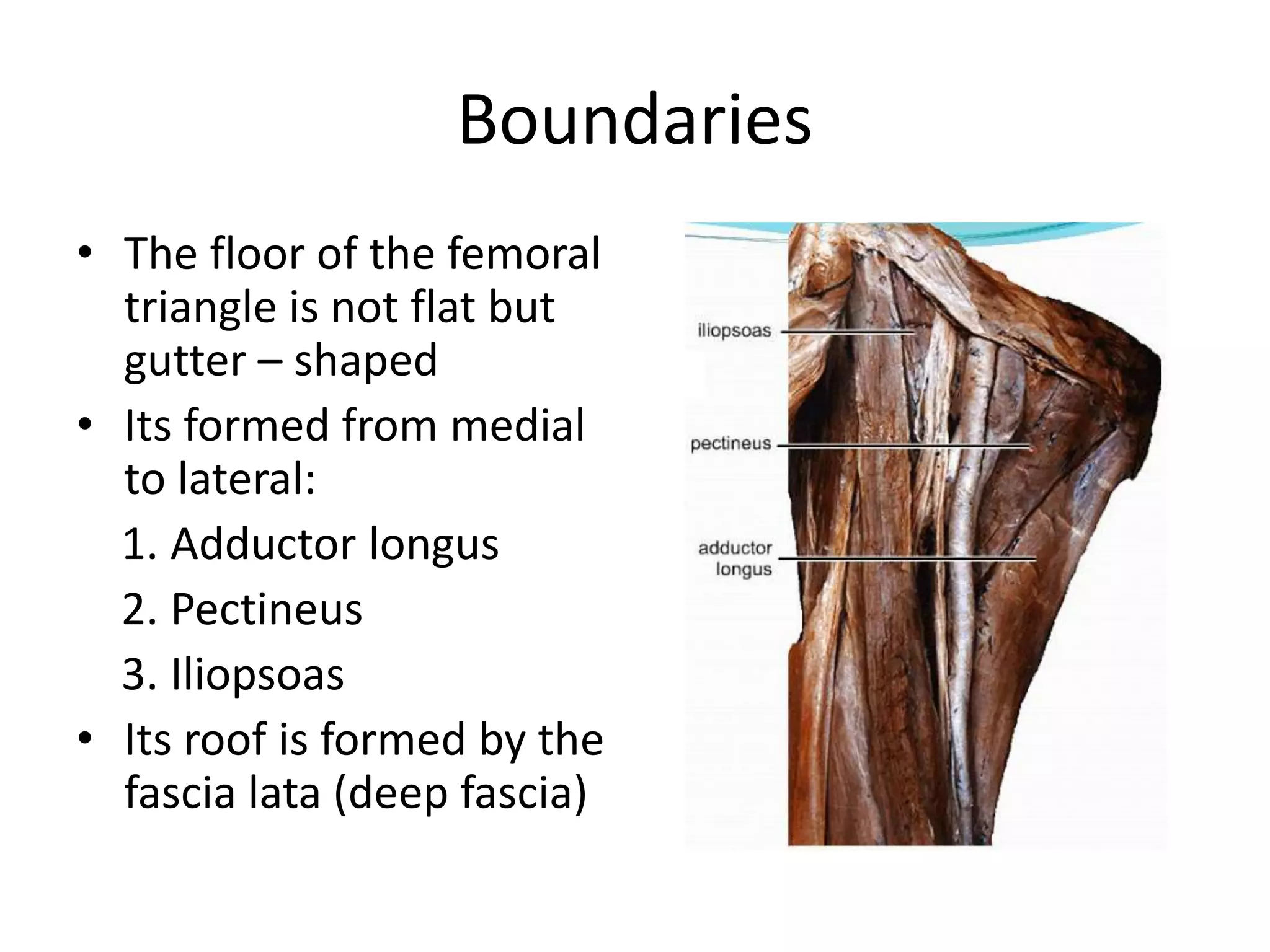 What Is The Floor Of The Femoral Triangle
