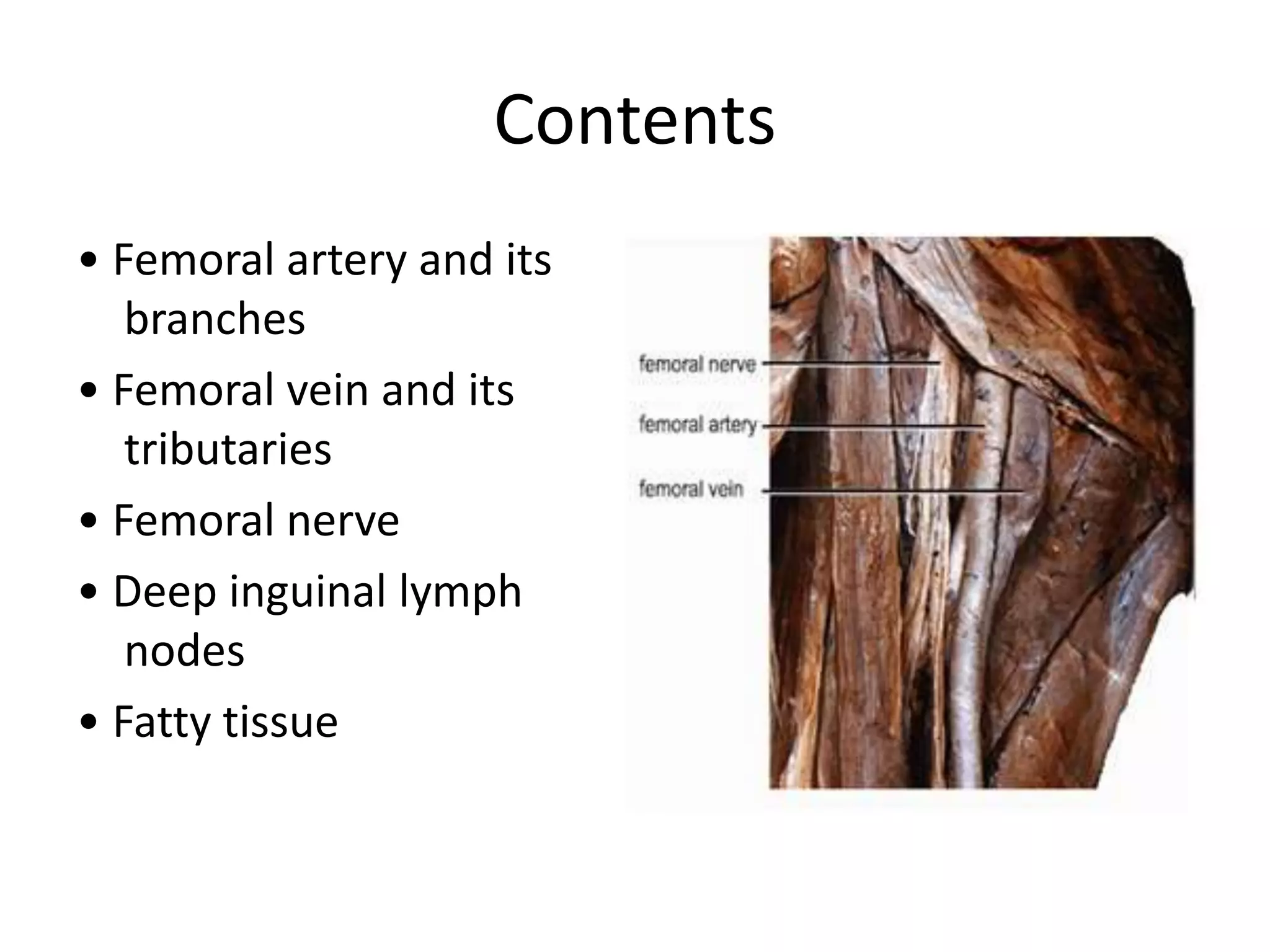 Femoral Triangle.pptx