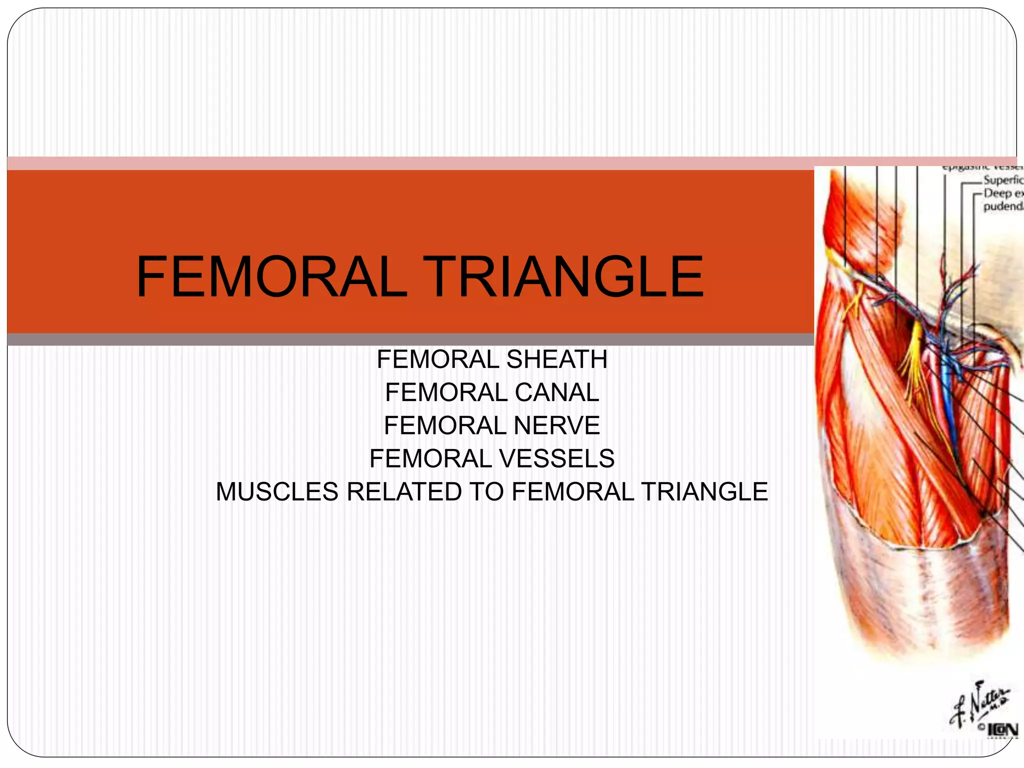 FEMORAL TRIANGLE.ppt