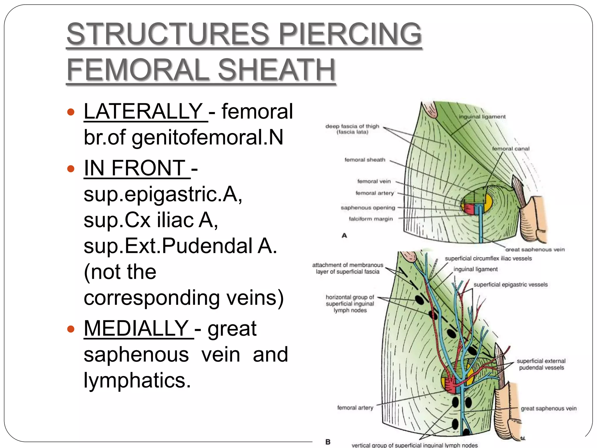FEMORAL TRIANGLE.ppt