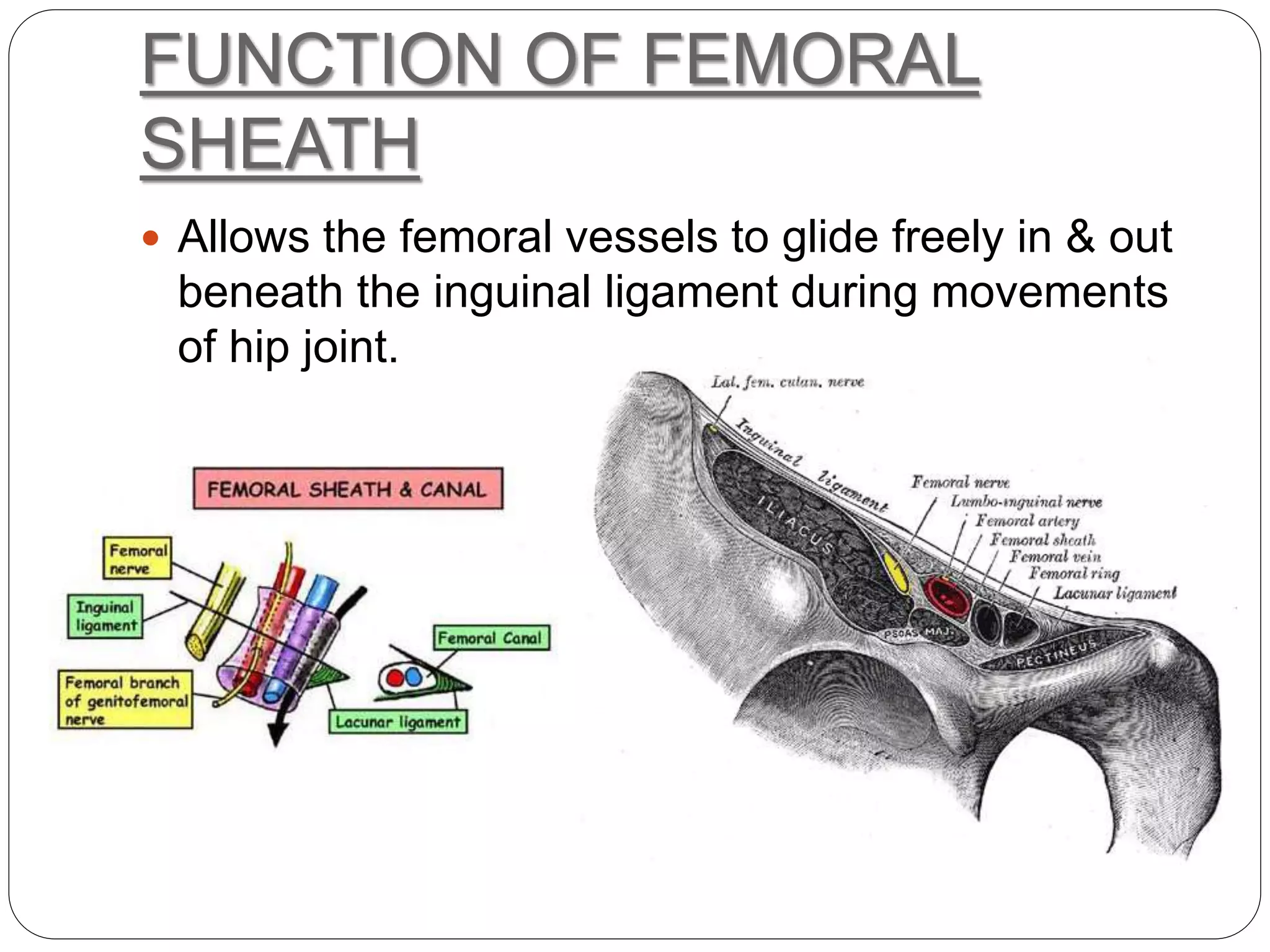 FEMORAL TRIANGLE.ppt