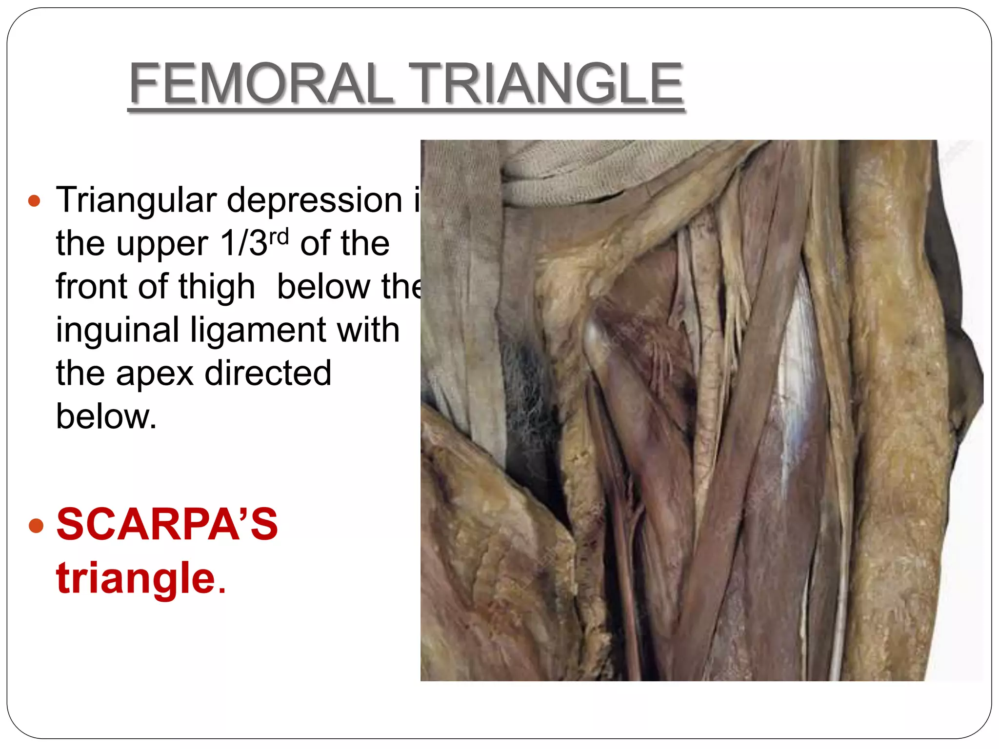 FEMORAL TRIANGLE.ppt