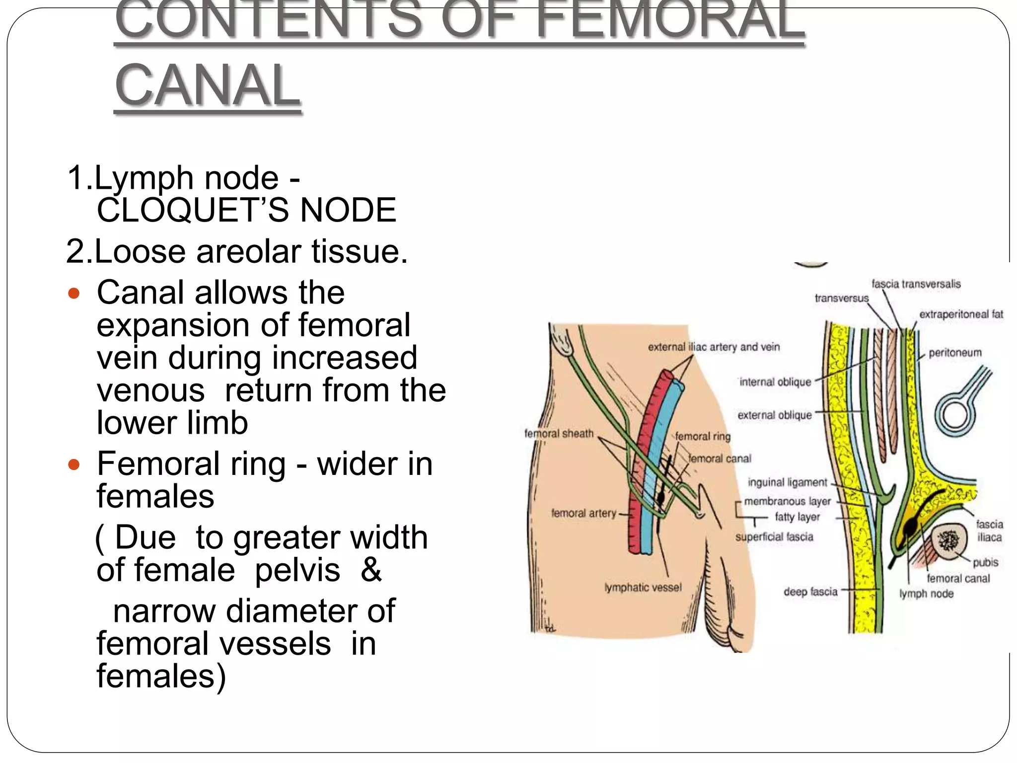 FEMORAL TRIANGLE.ppt