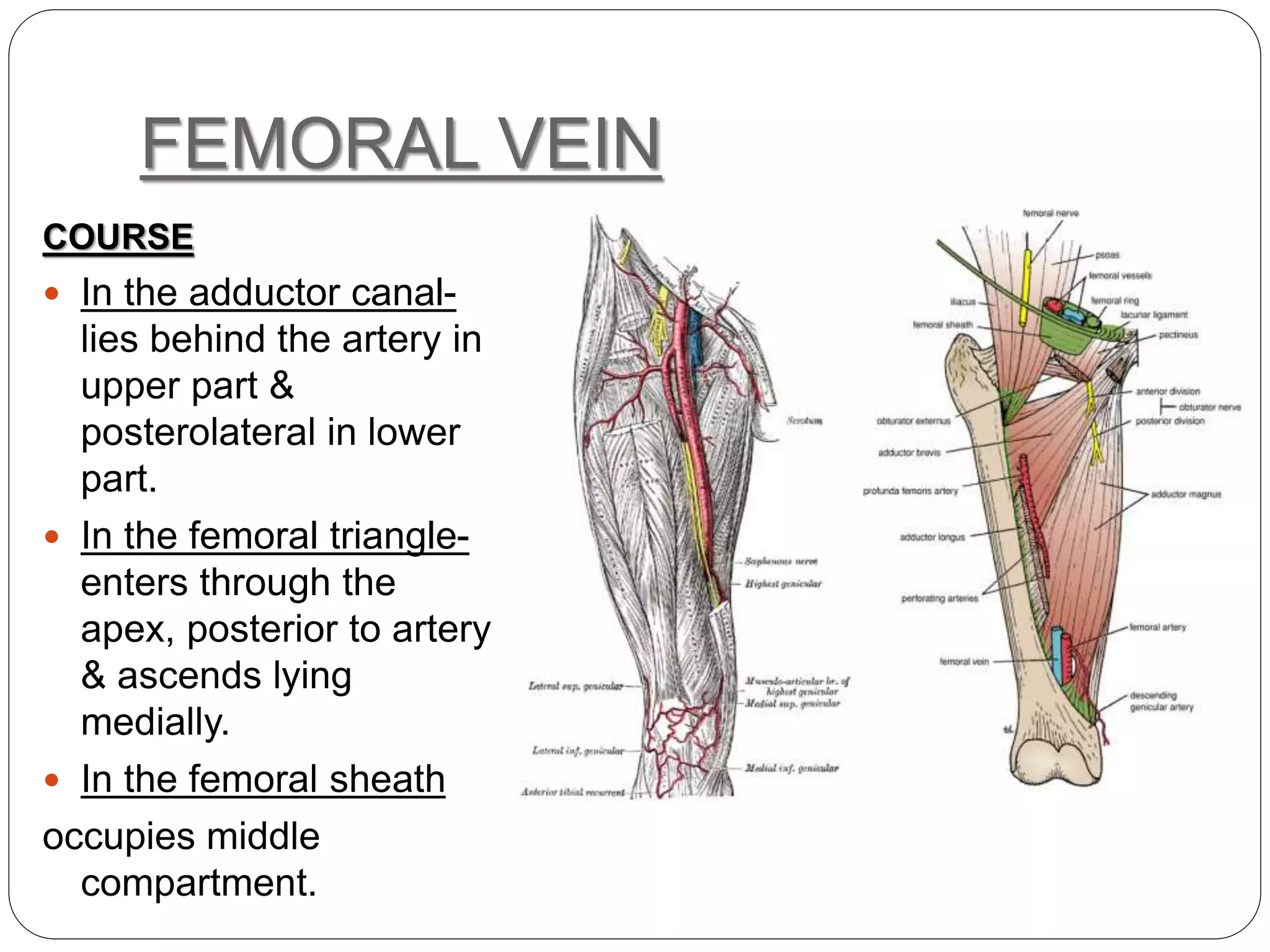FEMORAL TRIANGLE.ppt