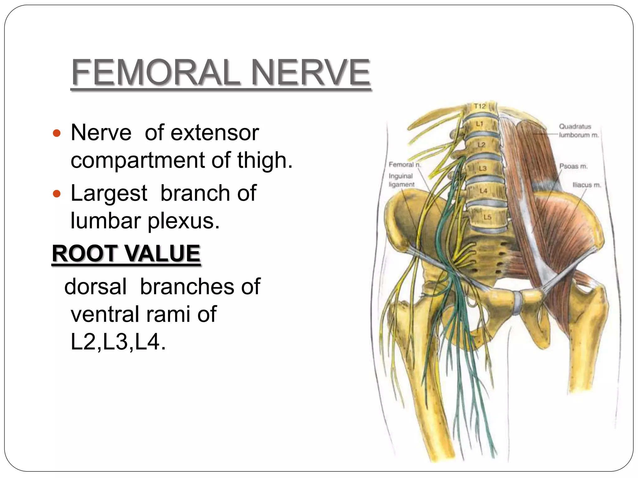 FEMORAL TRIANGLE.ppt | Death, Injury, or Military Conflict | Sensitive ...