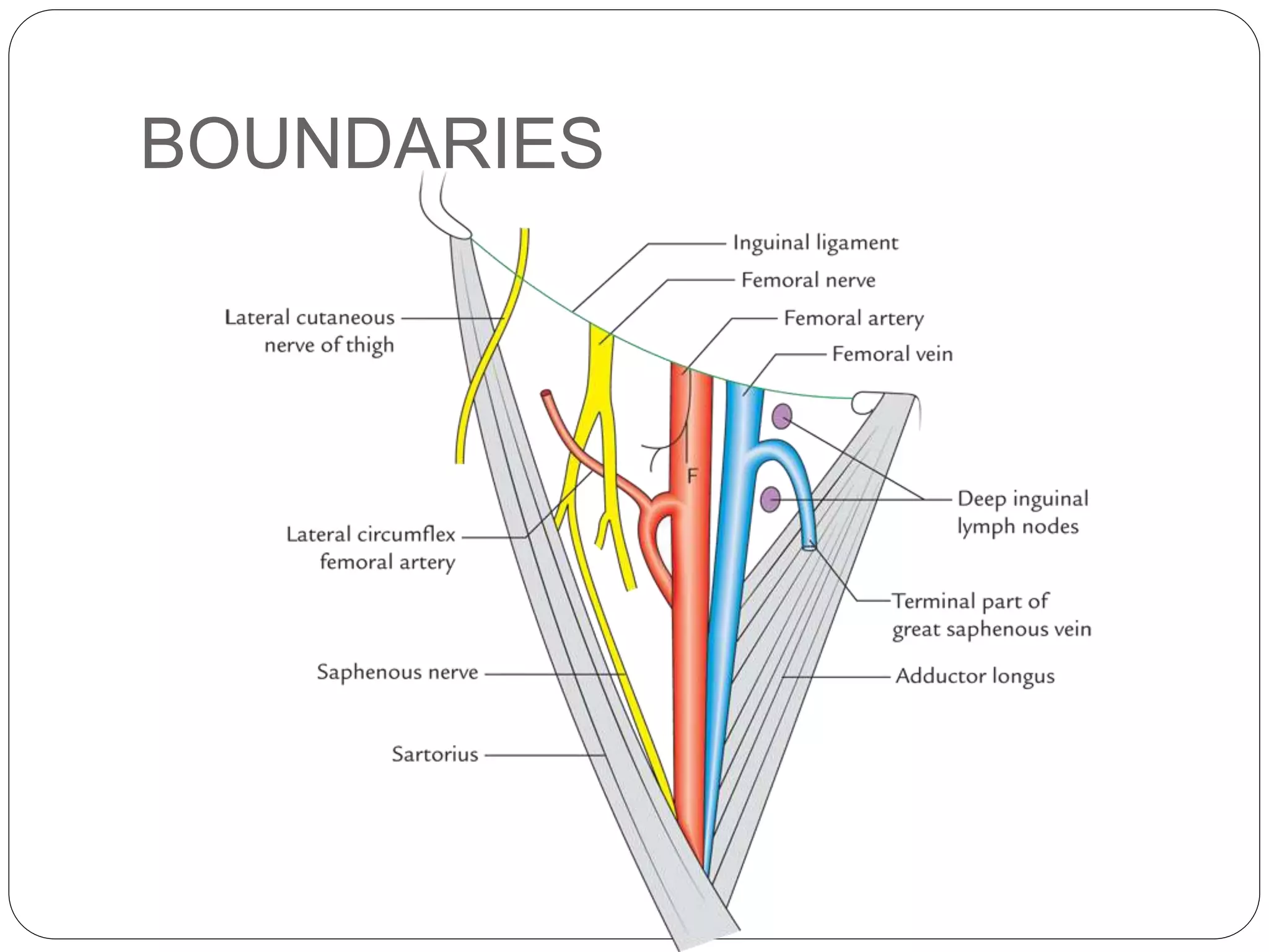 Femoral Triangle Diagram