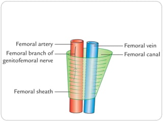 FEMORAL TRIANGLE.ppt