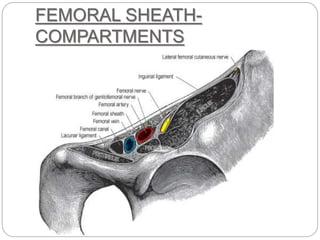 FEMORAL TRIANGLE.ppt