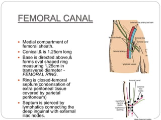 FEMORAL TRIANGLE.ppt