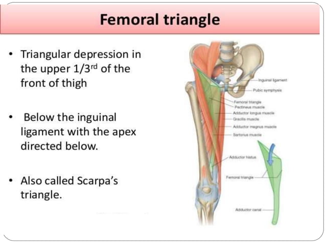 FEMORAL TRIANGLE.ppt