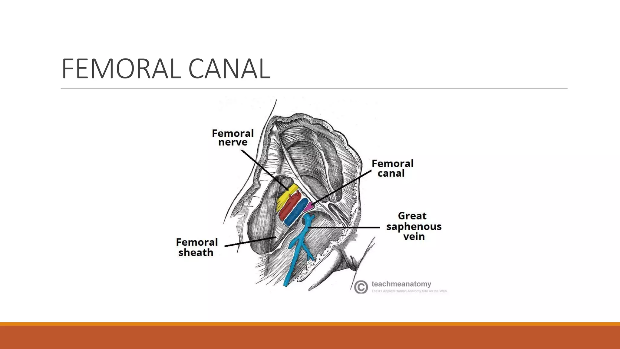 femoral triangle.pptx
