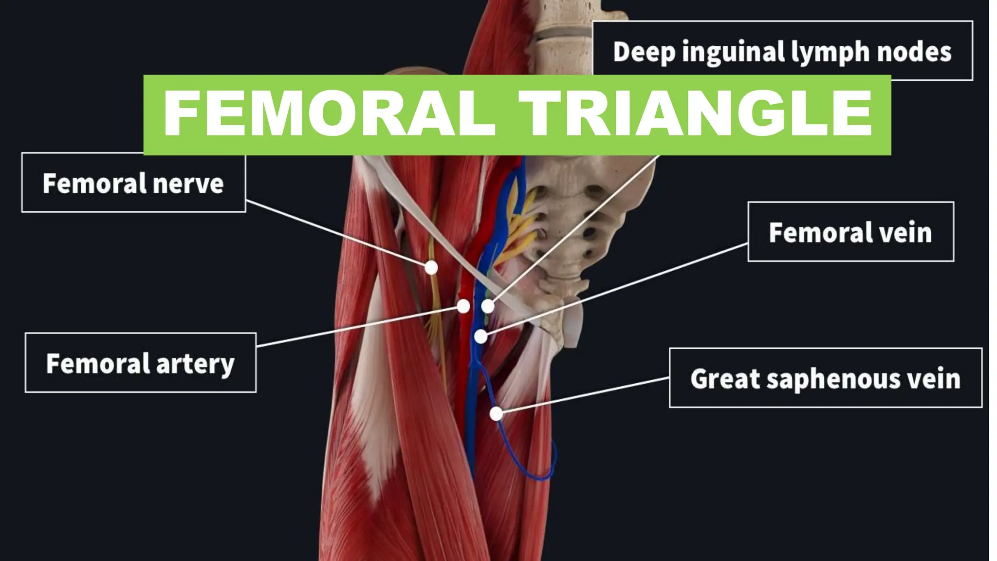 Femoral triangle. | PPTX