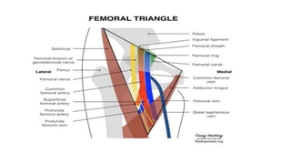 Femoral triangle. | PPTX